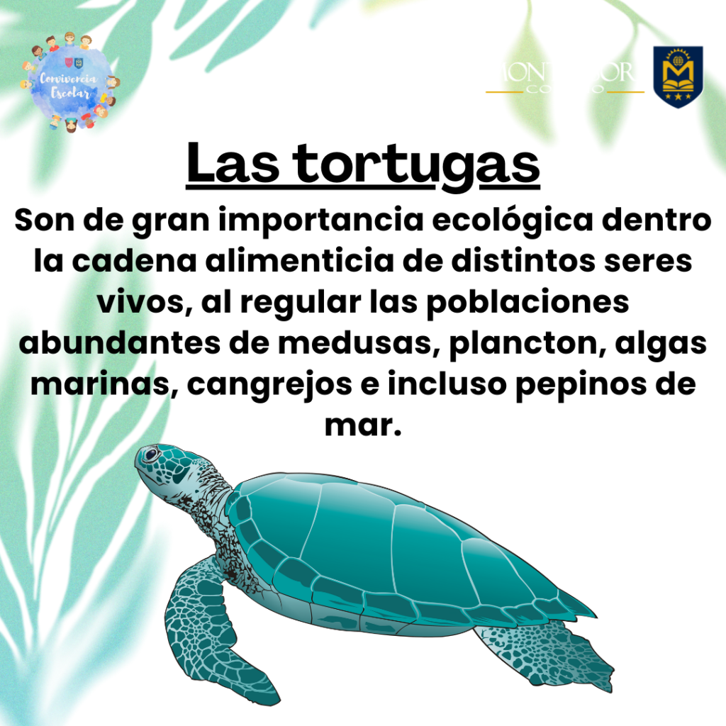 16 de Junio: Día Mundial de las Tortugas Marinas – Colegio Montessori ...